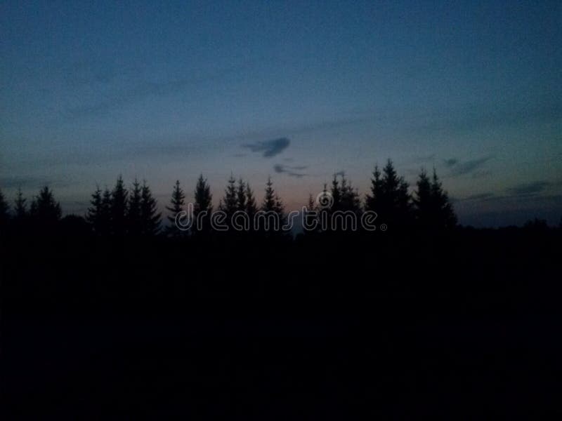 Shadows of Pine Trees in Mysterious Darkness Stock Image - Image of ...