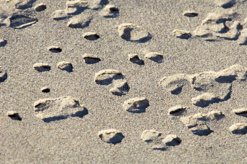 Shadowed Sand Amoeba Emerge from Sandy Beach Stock Photo - Image of ...