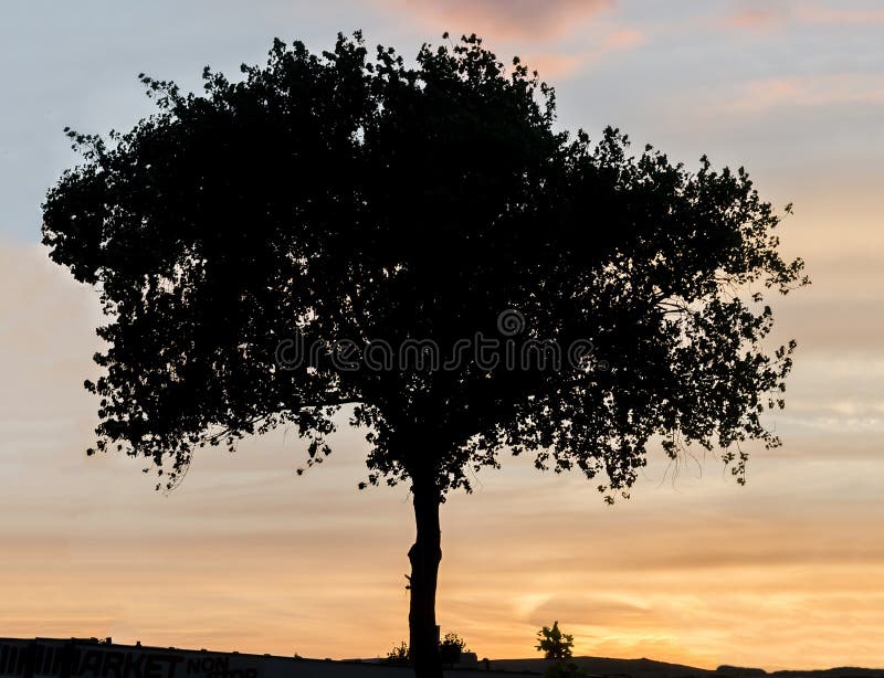 Shadowed Tree at Sunset, Orange Sky, Close Up, Landscape. Stock Image ...
