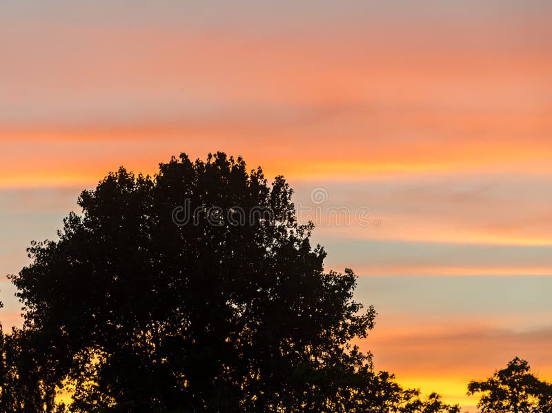 Shadowed Tree at Sunset, Orange Sky, Close Up, Landscape. Stock Image ...