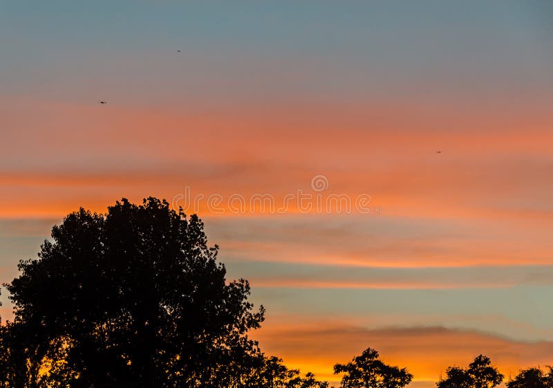 Shadowed Tree at Sunset, Orange Sky, Close Up, Landscape. Stock Image ...
