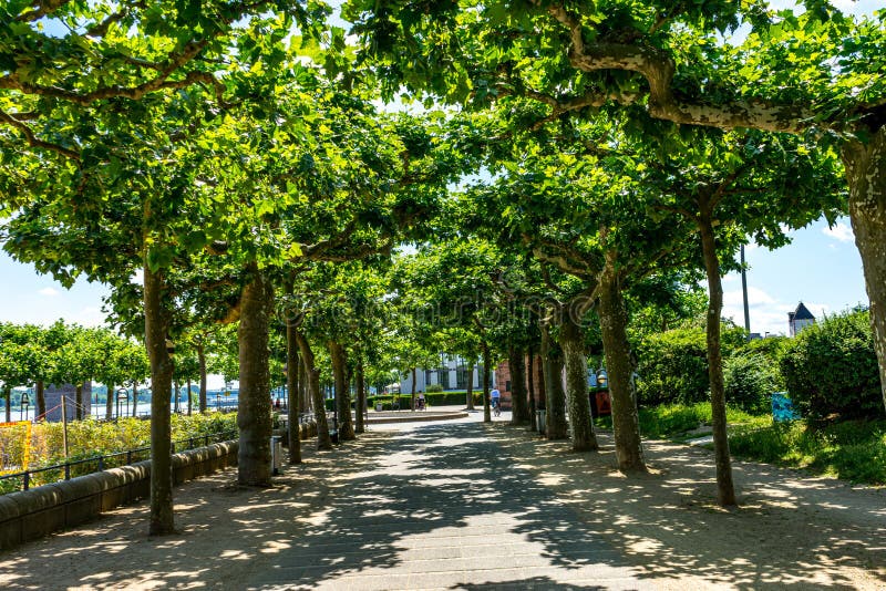 Shadowed Walking Path with Tree Lines on Both Sides in Mainz, Germany ...