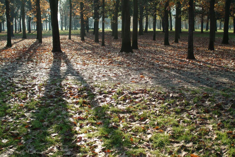 Shadows on autumn leaves stock photo. Image of dead, garden - 395802