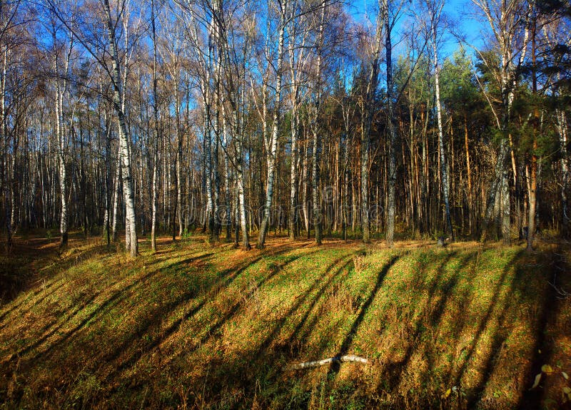 Shadows of Autumn Trees Dramatic Background Stock Image - Image of ...