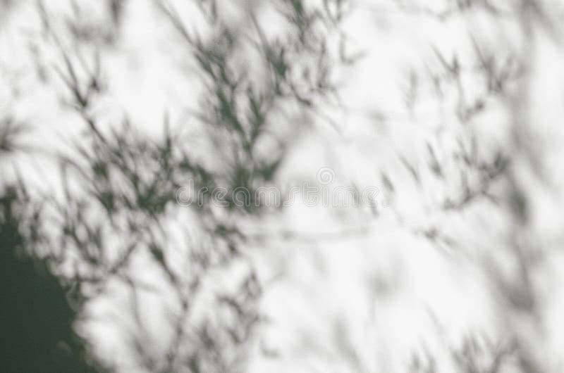 Shadows from the Bamboo Tree. Stock Photo - Image of abstract, texture ...