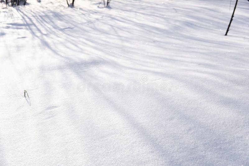 Shadows of Bare Tree Branches Falling Across Fresh Untouched Snow ...