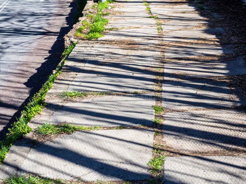 Shadows of Bare Trees on Pathway and Road Stock Photo - Image of path ...