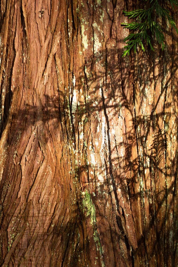 Shadows on a Cedar Tree Trunk Stock Image - Image of protection ...
