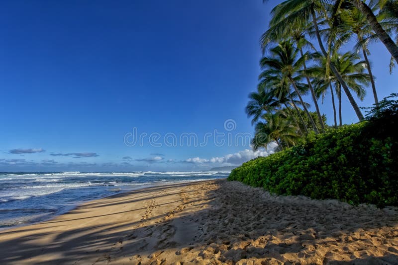 Shadows on the beach stock image. Image of waves, greenery - 46836127