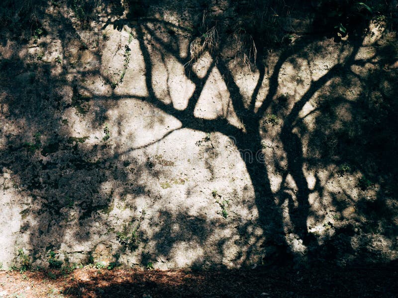 Shadows of the Beautiful Trees Stretched on an Old White Wall Stock ...
