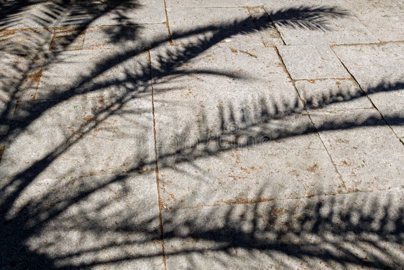 Shadows from the Branches of a Palm Tree on the Sidewalk with Concrete ...