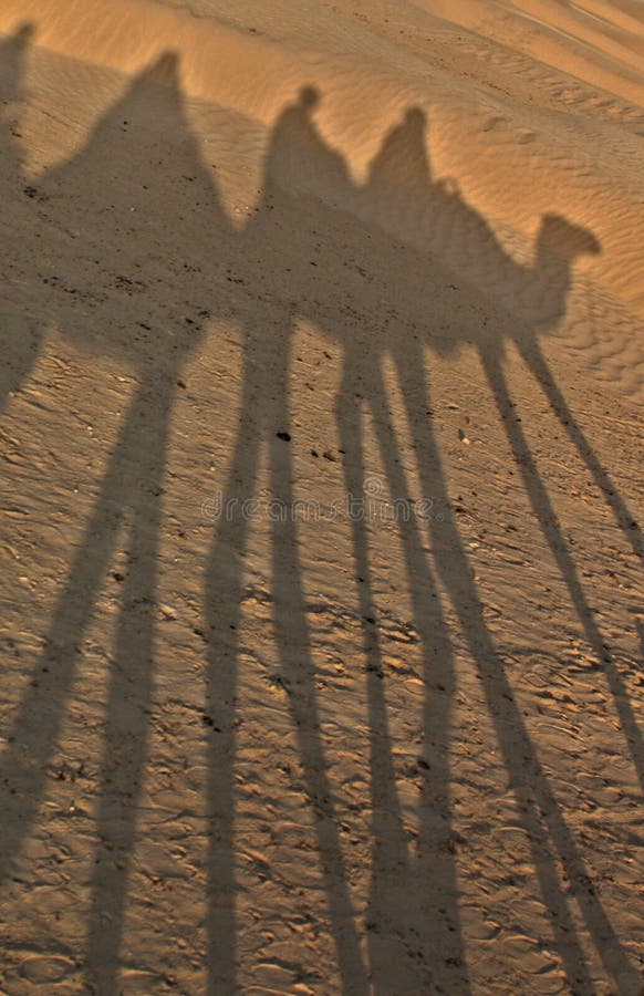 Camel shadow stock image. Image of climb, light, chebbi - 13847047