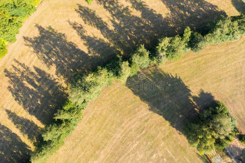 Row of trees with shadows stock image. Image of brown - 255539911