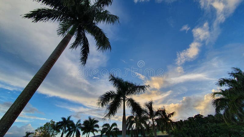 Shadows of Coconut Tree Palms Over Overcast Sky Stock Photo - Image of ...