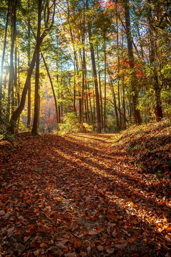 Shadows Cover Narrow Forest Road in Fall Stock Image - Image of autumn ...