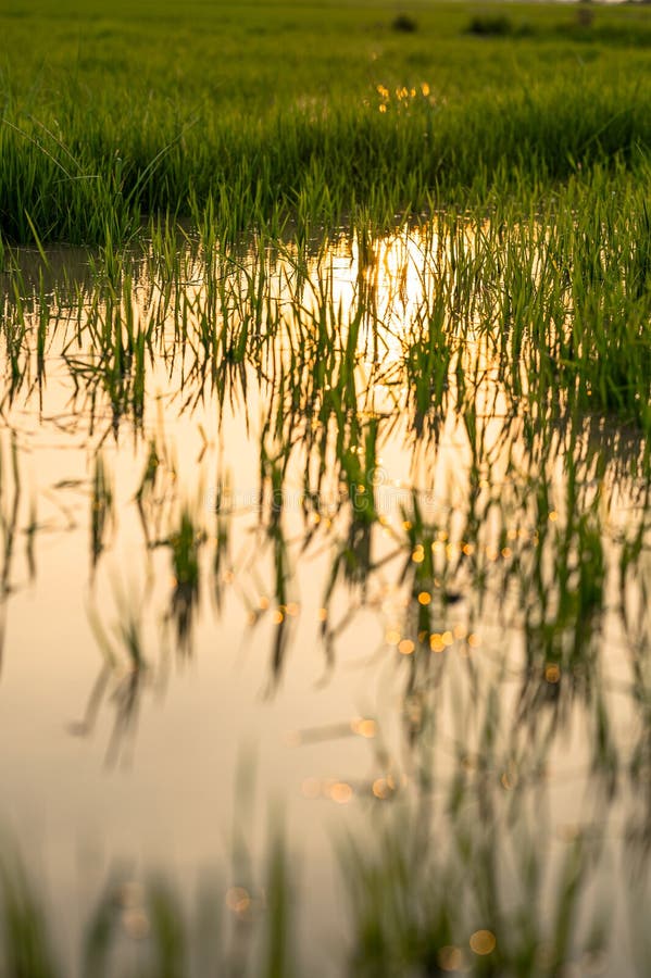 Chasing the Sunset Shadow: a Poetic Exploration of Twilight S Beauty ...