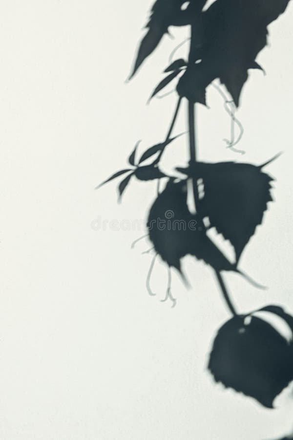 Shadows of Creeping Vine Plant Leaves on White Wall Outdoors in Sunny ...