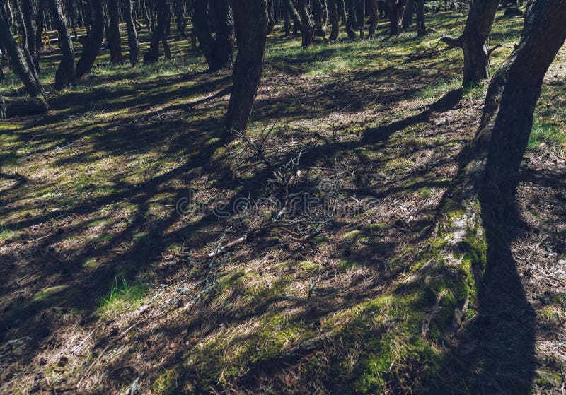 Shadows of Dancing Forest Trees Stock Photo - Image of beauty, european ...