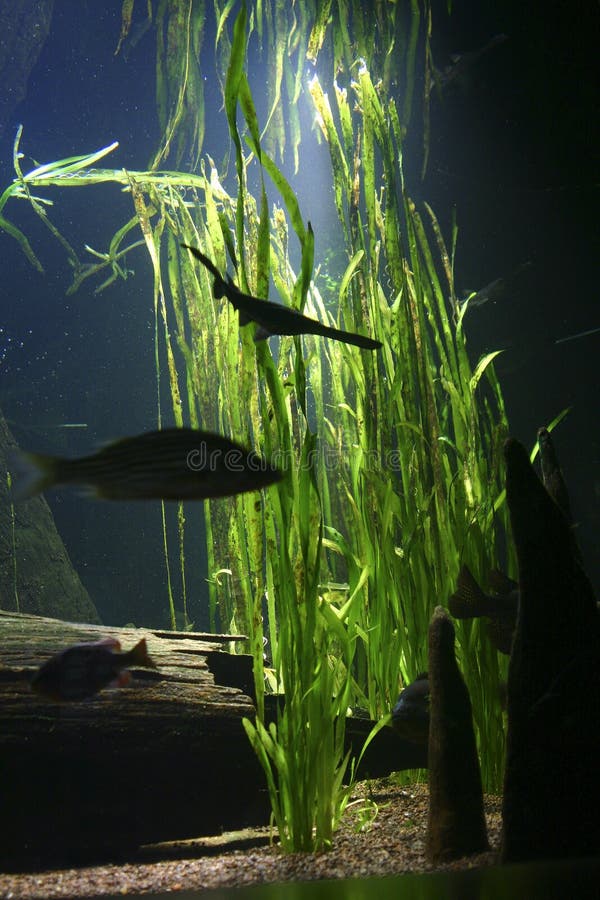 Shadows of the Deep stock photo. Image of aquarium, life - 1009326