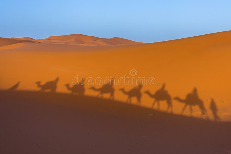 Shadows in the desert stock photo. Image of camel, camels - 2003900