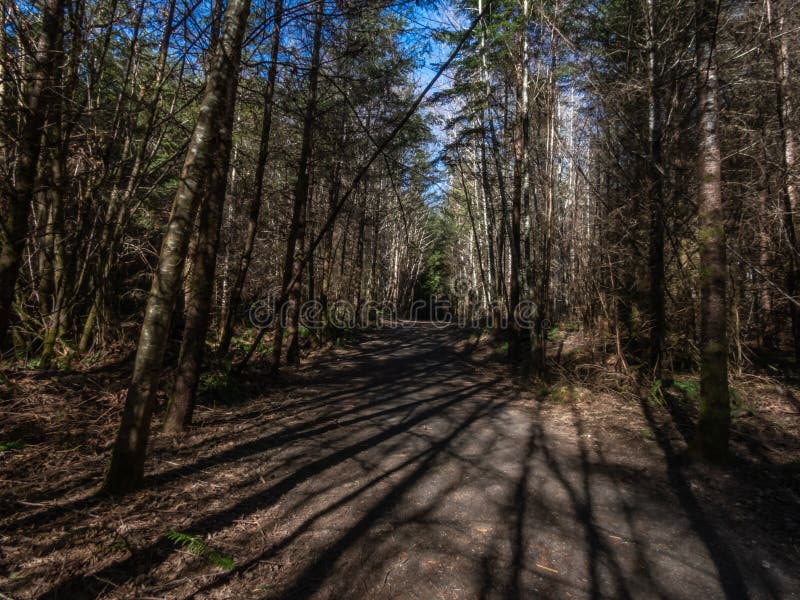 Shadows on Dirt Path Leading To Arch of Trees Stock Image - Image of ...