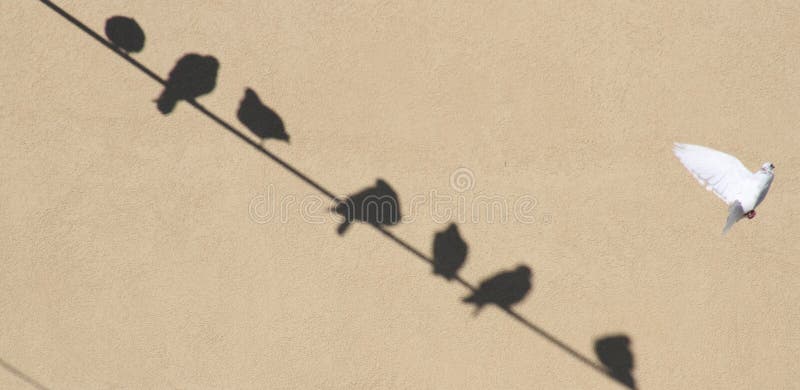 Shadows of doves stock photo. Image of wall, sitting - 68188928