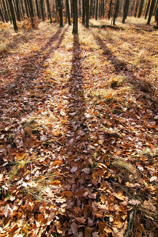Shadows in the fall forest stock image. Image of atmosphere - 16941145