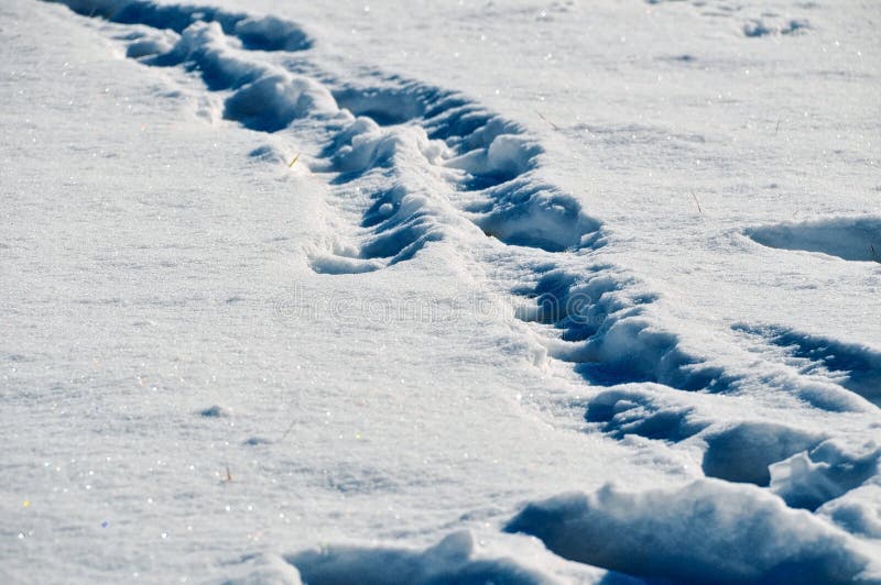 Shadows in the footsteps stock photo. Image of polar - 88609504