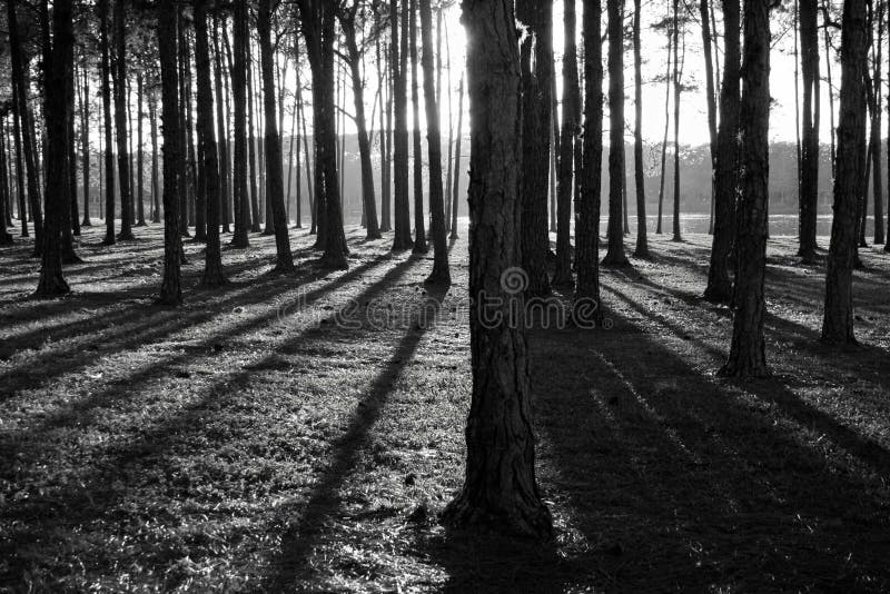 Shadows in the Forest stock image. Image of park, shadows - 4145499