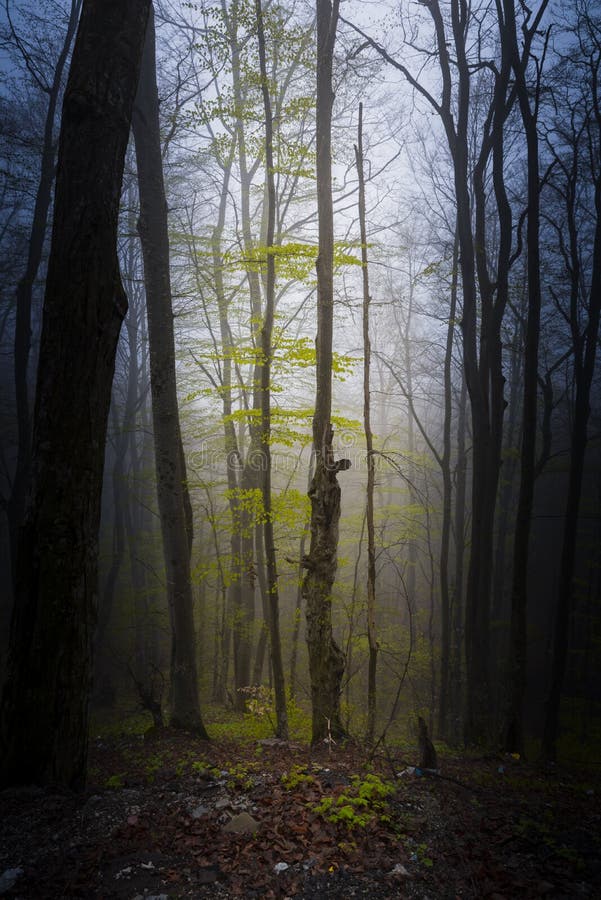Shadows from the Ghost Forest Stock Image - Image of breve, cabral ...