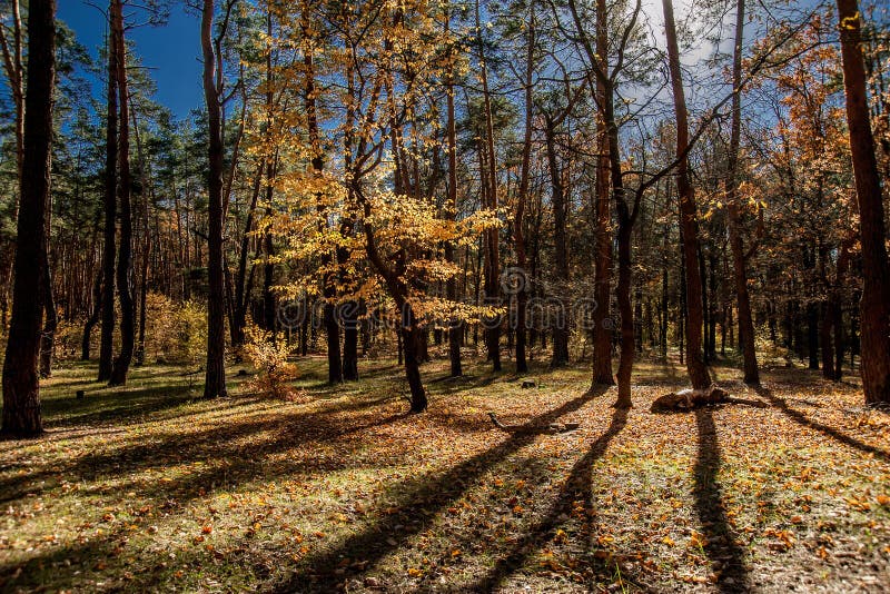 Shadows of Golden Colorful Trees Stock Photo - Image of daylight ...