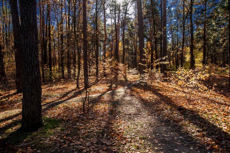 Shadows of Golden Colorful Trees Stock Image - Image of yellow ...