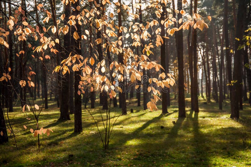Shadows of Golden Colorful Trees Stock Photo - Image of backlight ...