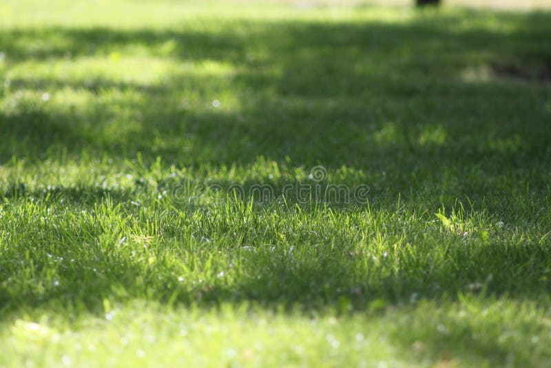 Shadows on Green Grass stock photo. Image of vegetation - 16807910