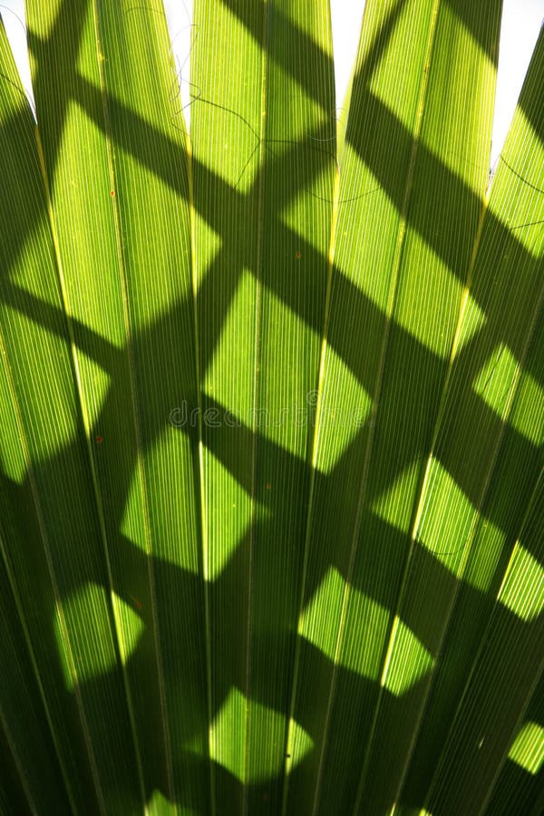 Shadows on Green Palm Leaves Stock Photo - Image of tree, lighting: 1922702