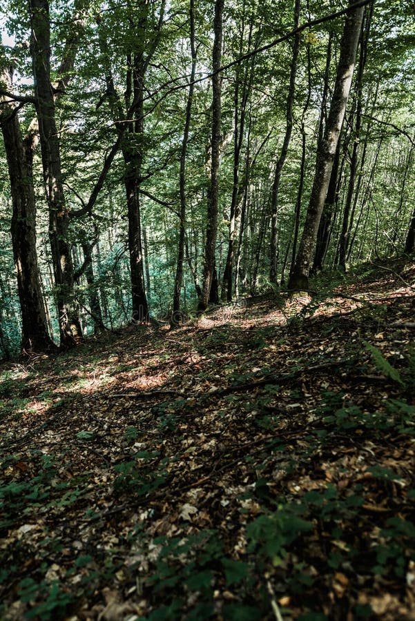 Shadows on Ground Near Trees with Green Fresh Leaves Stock Photo ...