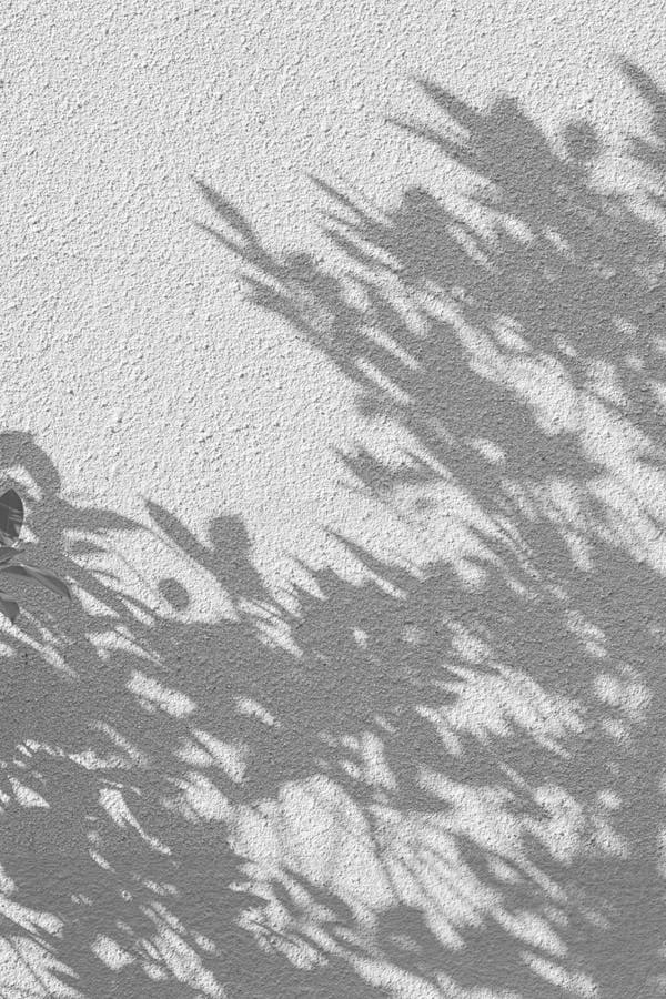 Shadows Leaf on a Gray Concrete Rough Texture Wall Stock Photo - Image ...