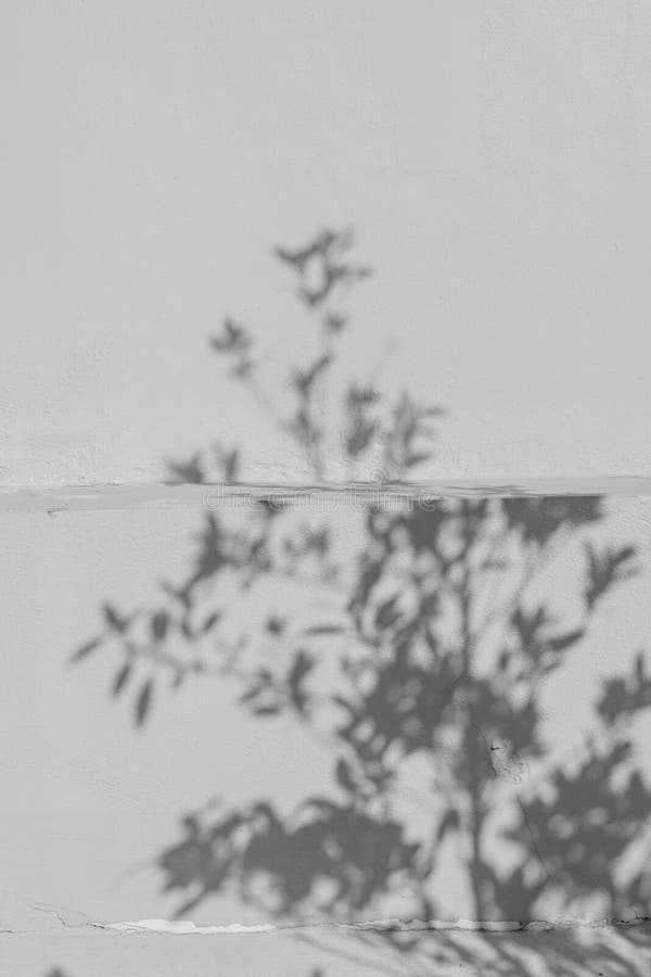 Shadows Leaf on a Gray Concrete Rough Texture Wall Stock Photo - Image ...