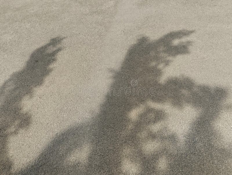 Shadows from Leaves Blowing in the Wind Stock Image - Image of ...