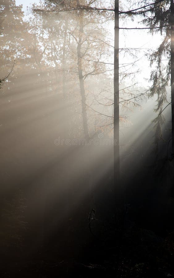 Shadows and Light in a Moody Forest with Fog and Mist Stock Photo ...