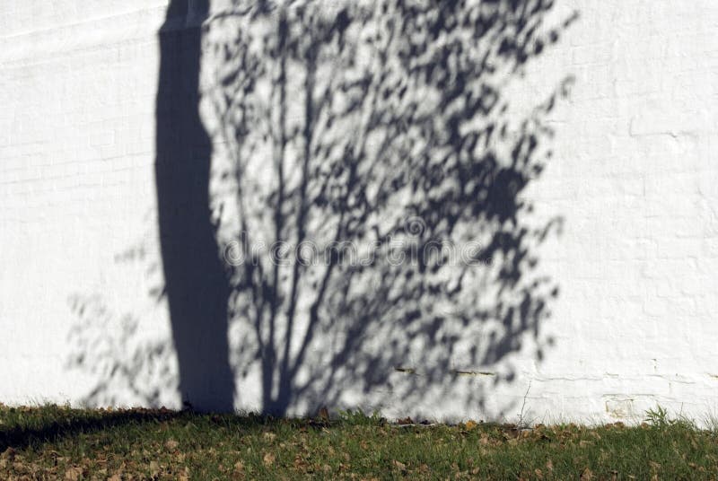 Shadows and Light. White Wall and Tree Shadows Stock Image - Image of ...
