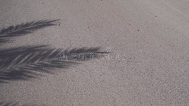 Shadows of Palm Branches Swaying in the Wind on the Asphalt Stock Video ...