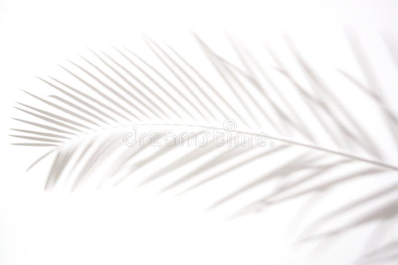 Shadows of Palm Leaves on a White Wall.natural Leaves Tree Branch ...