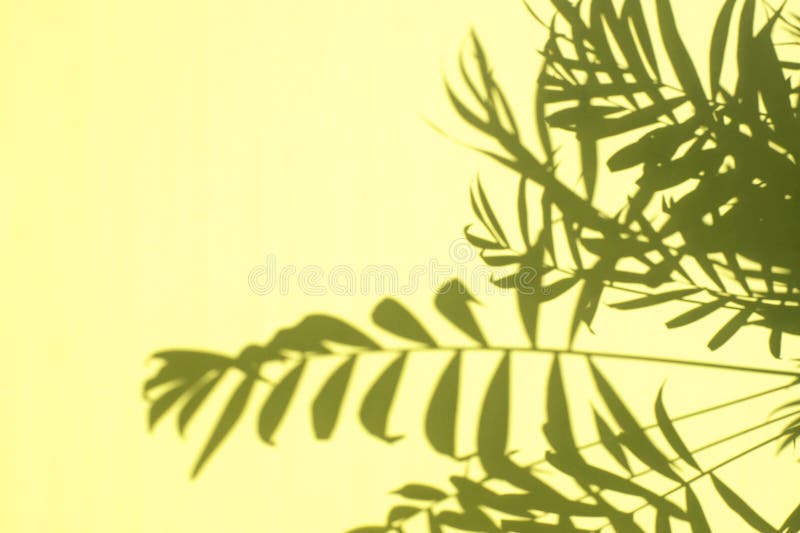 Shadows Palm Tree Branches Yellow Background Natural Stock Photos ...