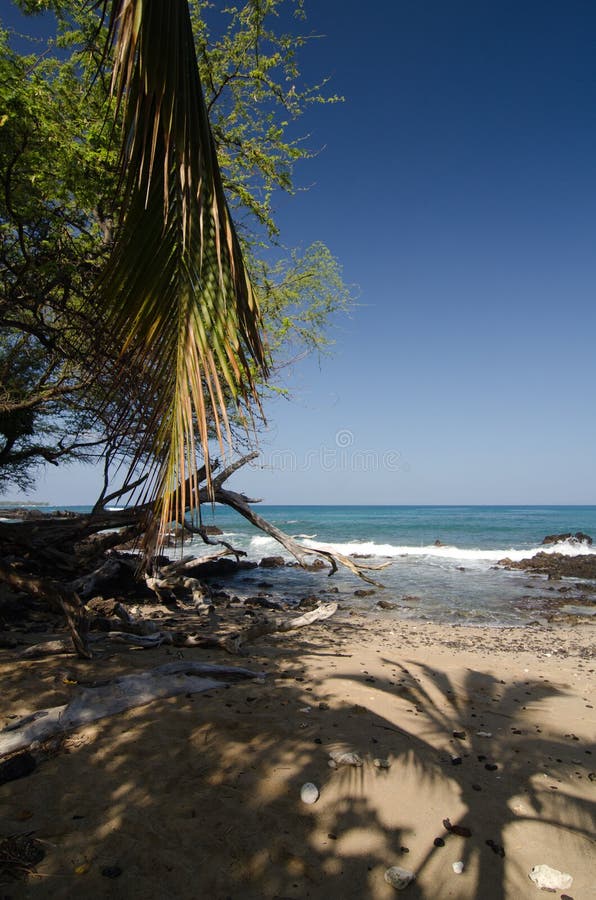 Shadows of Palm Tree at Puako Beach Stock Photo - Image of seascape ...