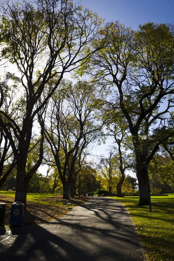 Shadows in a park stock image. Image of yellow, healthy - 31974249