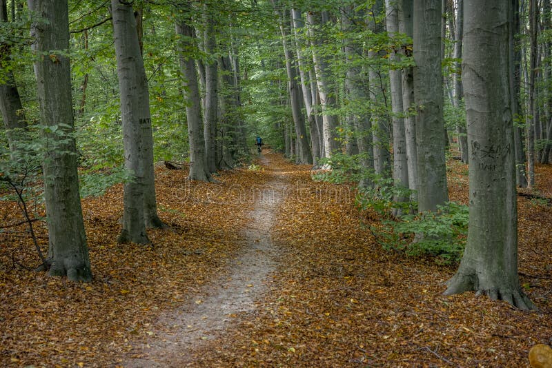 Shadows on the Path in the Middle Stock Photo - Image of life, evening ...