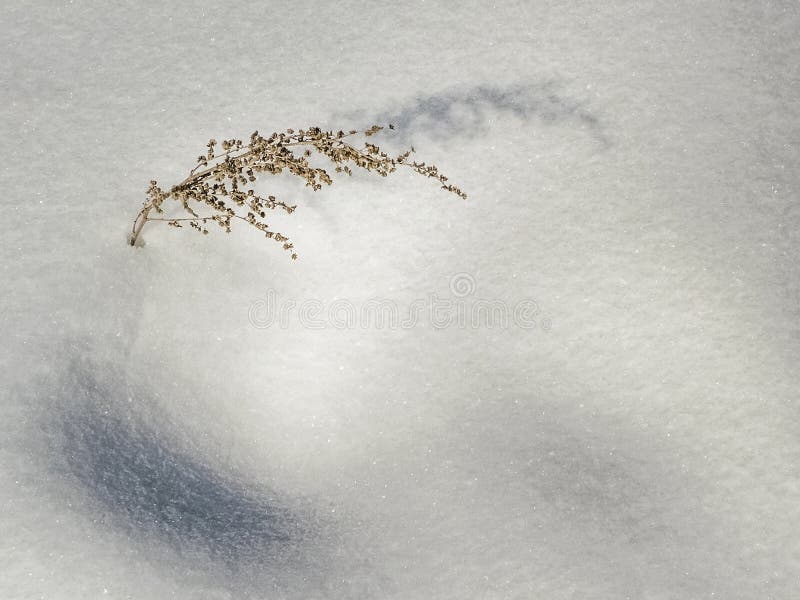 Bush in the snow stock image. Image of cold, field, effect - 183432127