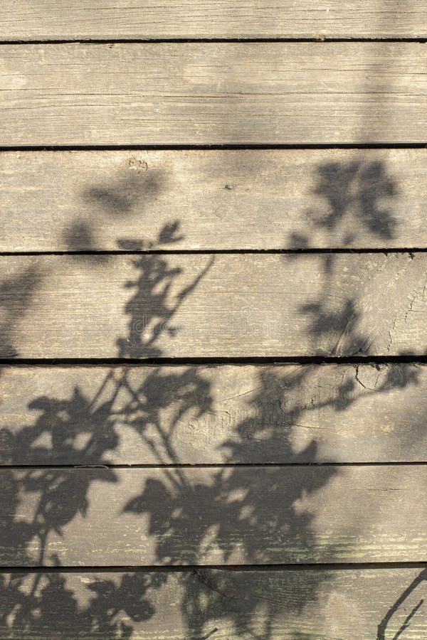 Shadows of Plants on the Background of an Old Tree Stock Image - Image ...