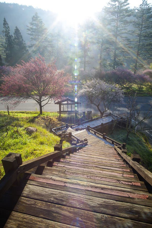 Shadows of Plum Trees on Green Grass with Plum Blossom Stock Image ...